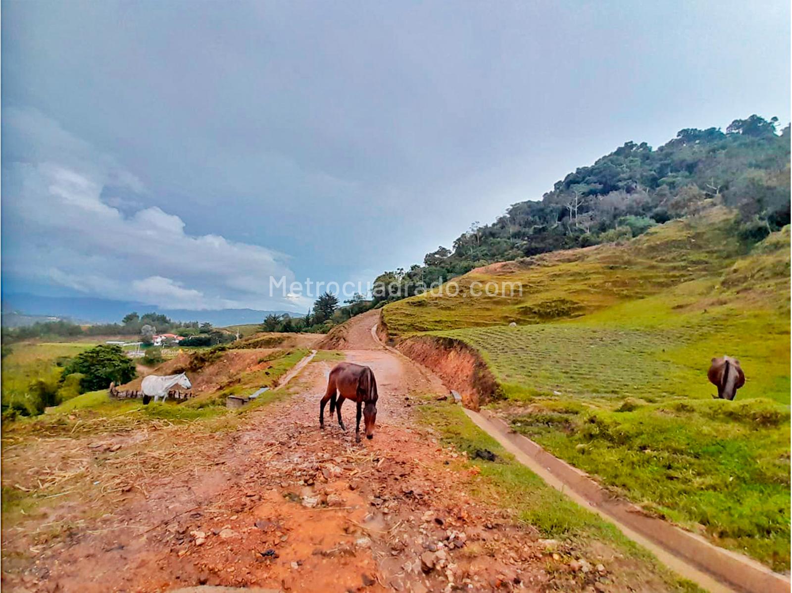 Venta de Lote o Casalote en El carmelo - Peñol - 11295-M3844691