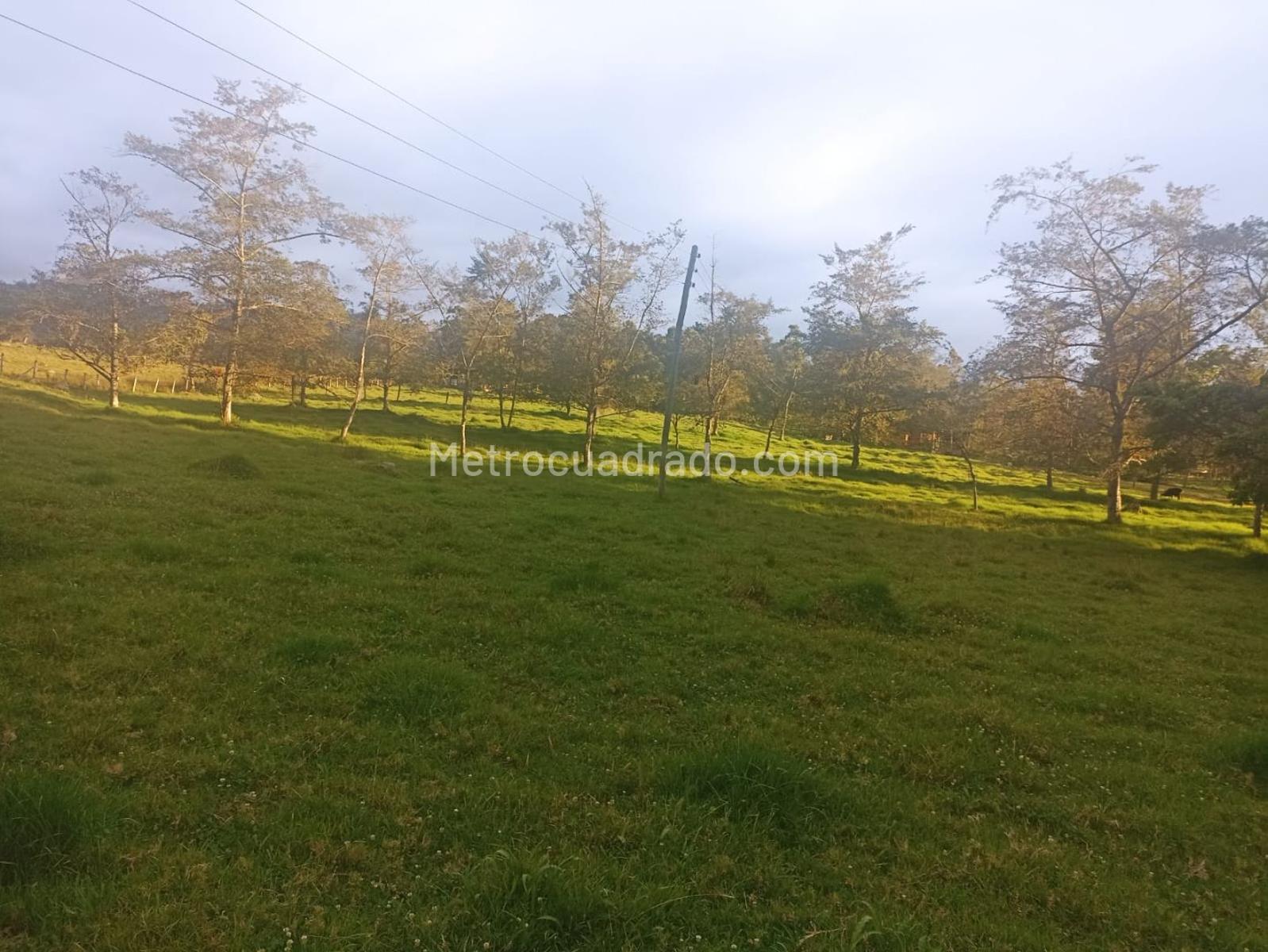 Venta de Finca en Pacho - Pacho - 16921-M4916138