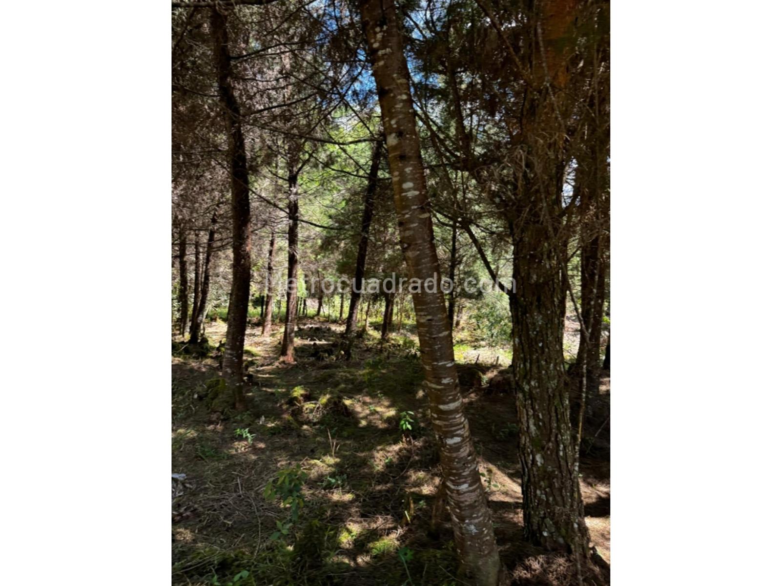 Venta de Lote en Santa elene - Medellín - 19795-M5695279