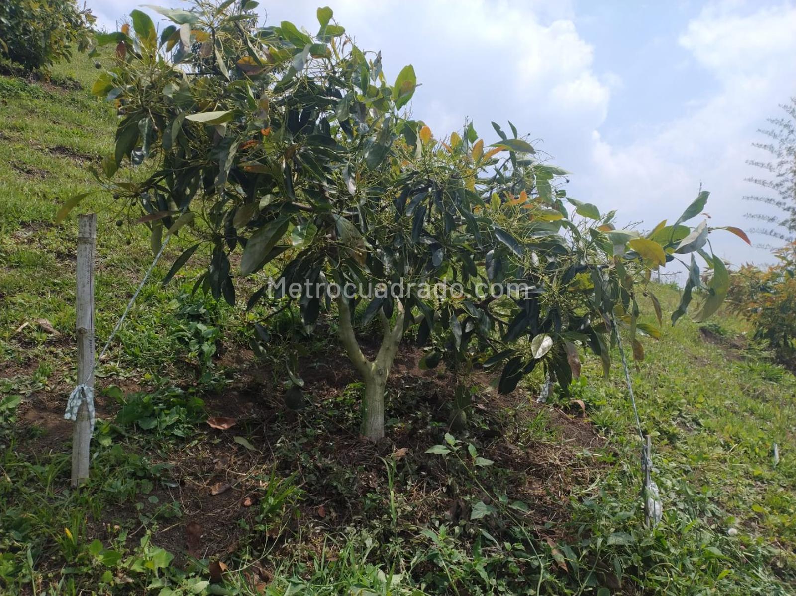 Venta de Casa lote en Vereda salto peñol - Peñol - 271-M5031052